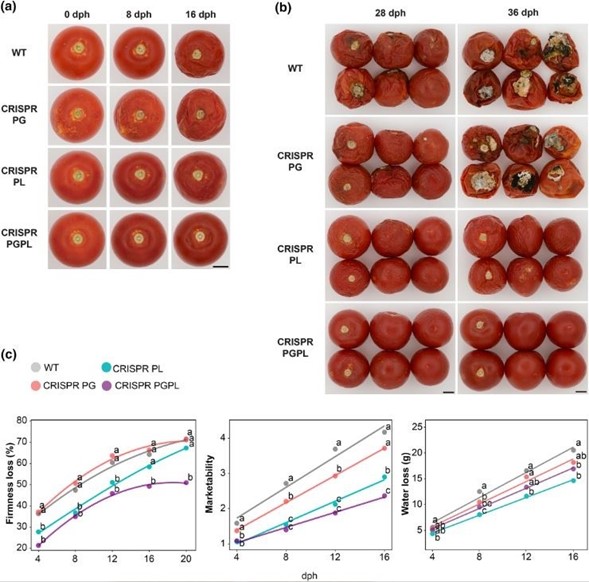 Tomate tendrá una mayor vida útil con Crispr | CRISPR en plantas